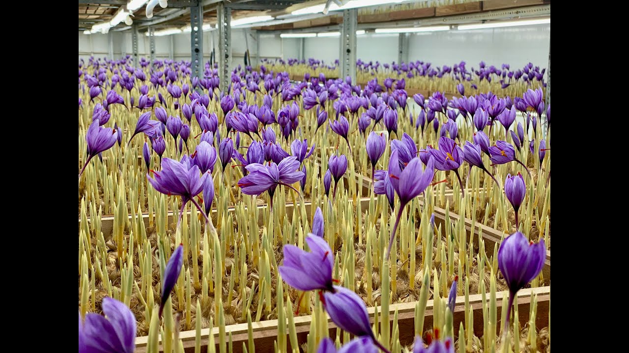 Kesar (Saffron) Indoor Farming | Saffron Bulb Lifecycle | Kesar Seeds ...