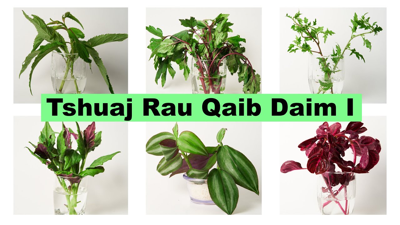 All 14 Hmong Chicken Herbs | Tagrho Hmong 14 tus Tshuaj rau Laib - YouTube