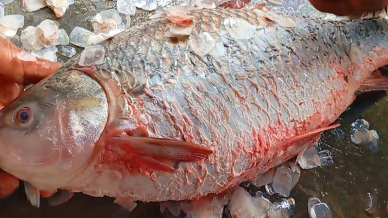 Amazing Ruhi Fish Cutting Skills Video In BD Fish Market | রুই মাছ ...