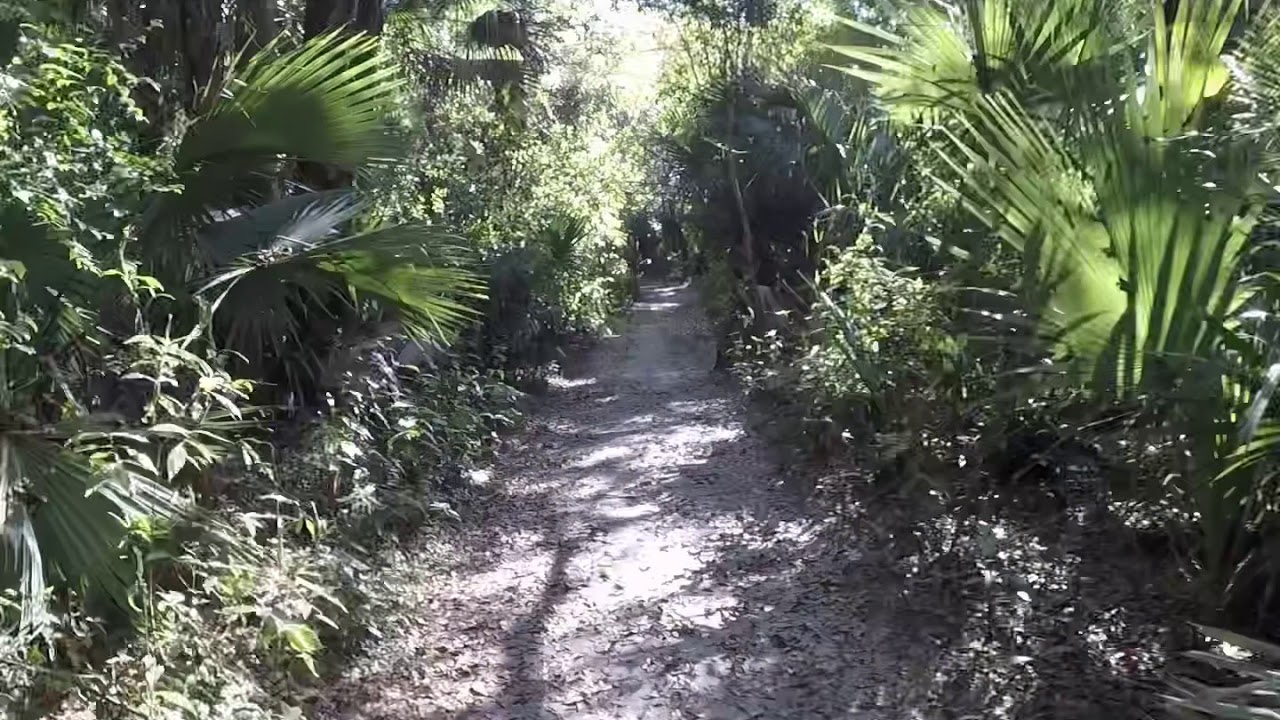 The Devils Tree (Port St. Lucie) - YouTube