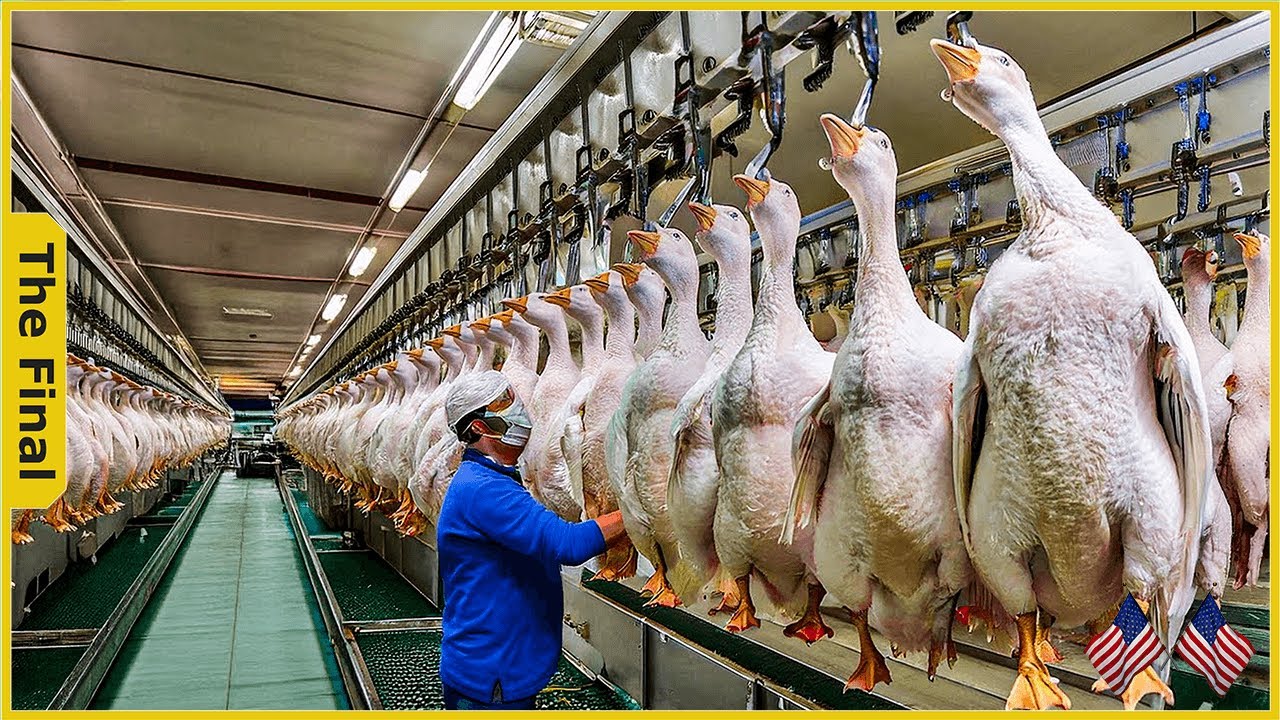 European Farmers: The Secrets Behind Raising 1000+ Geese For Golden ...