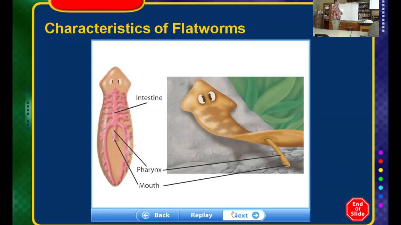 Flatworms In Class video - YouTube