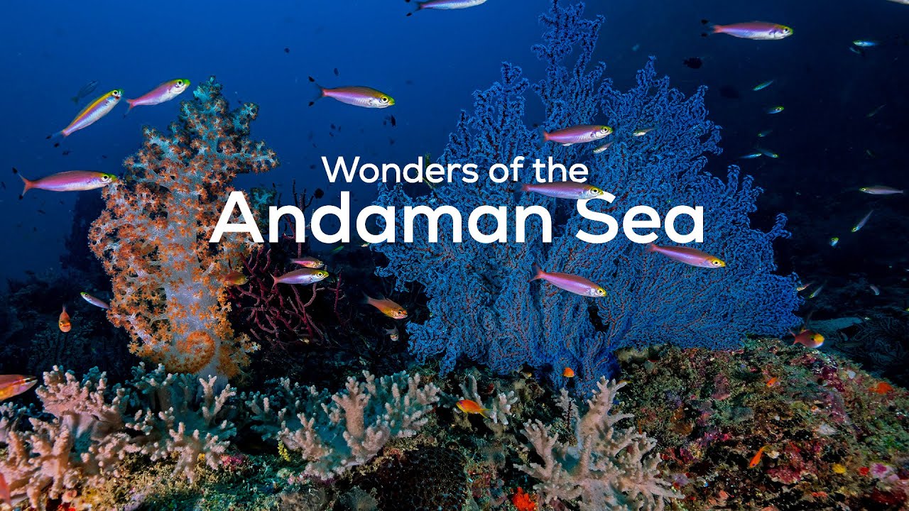 Andaman Sea Corals