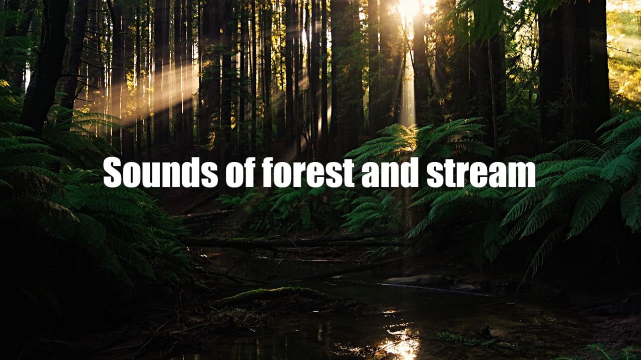 Sounds of forest and stream - YouTube