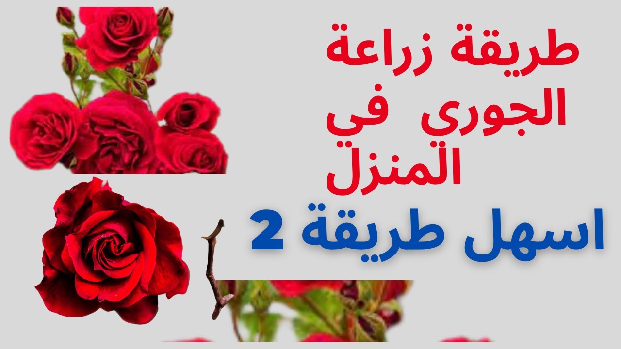 طريقة زراعة الجوري طريقة سهلة Youtube