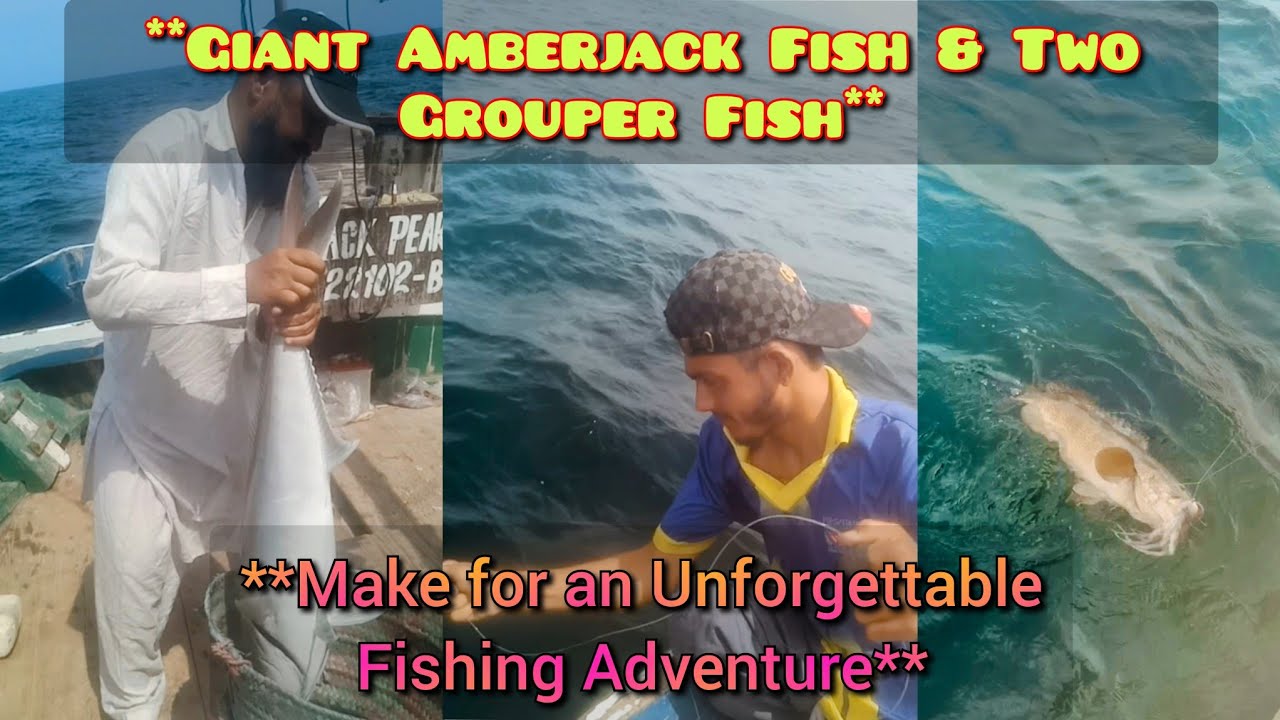 🐟🎣Giant Amberjack Fish & Two Grouper Fish Make for an Unforgettable ...
