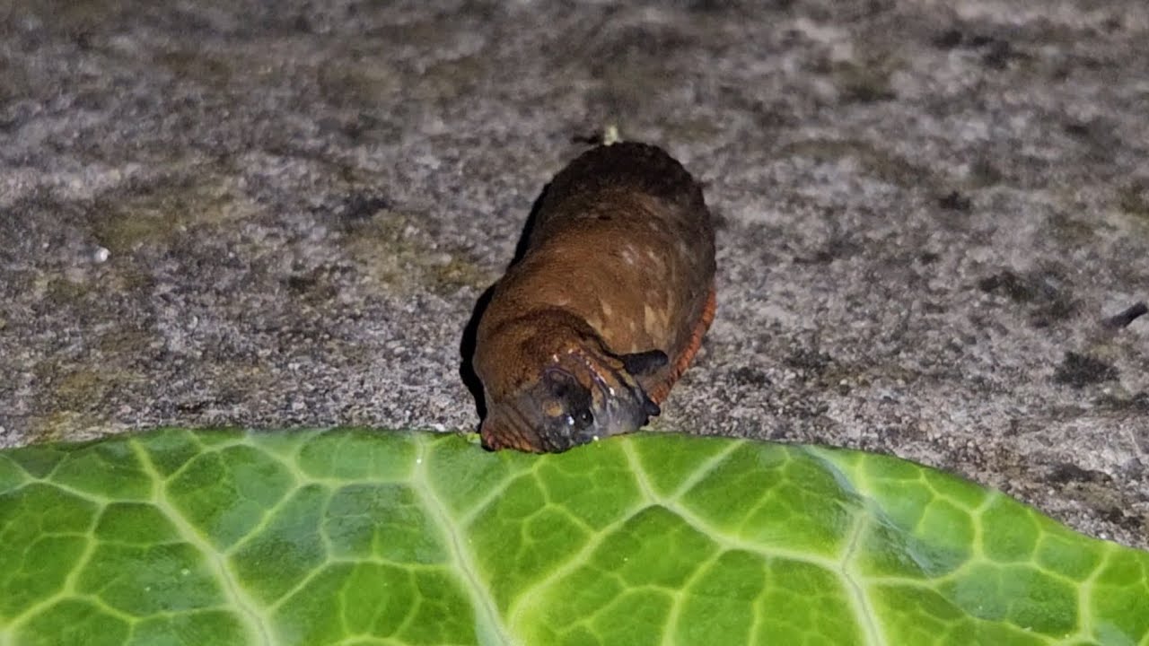 Slug Eating Cabbage Time Lapse (Part 2) - YouTube