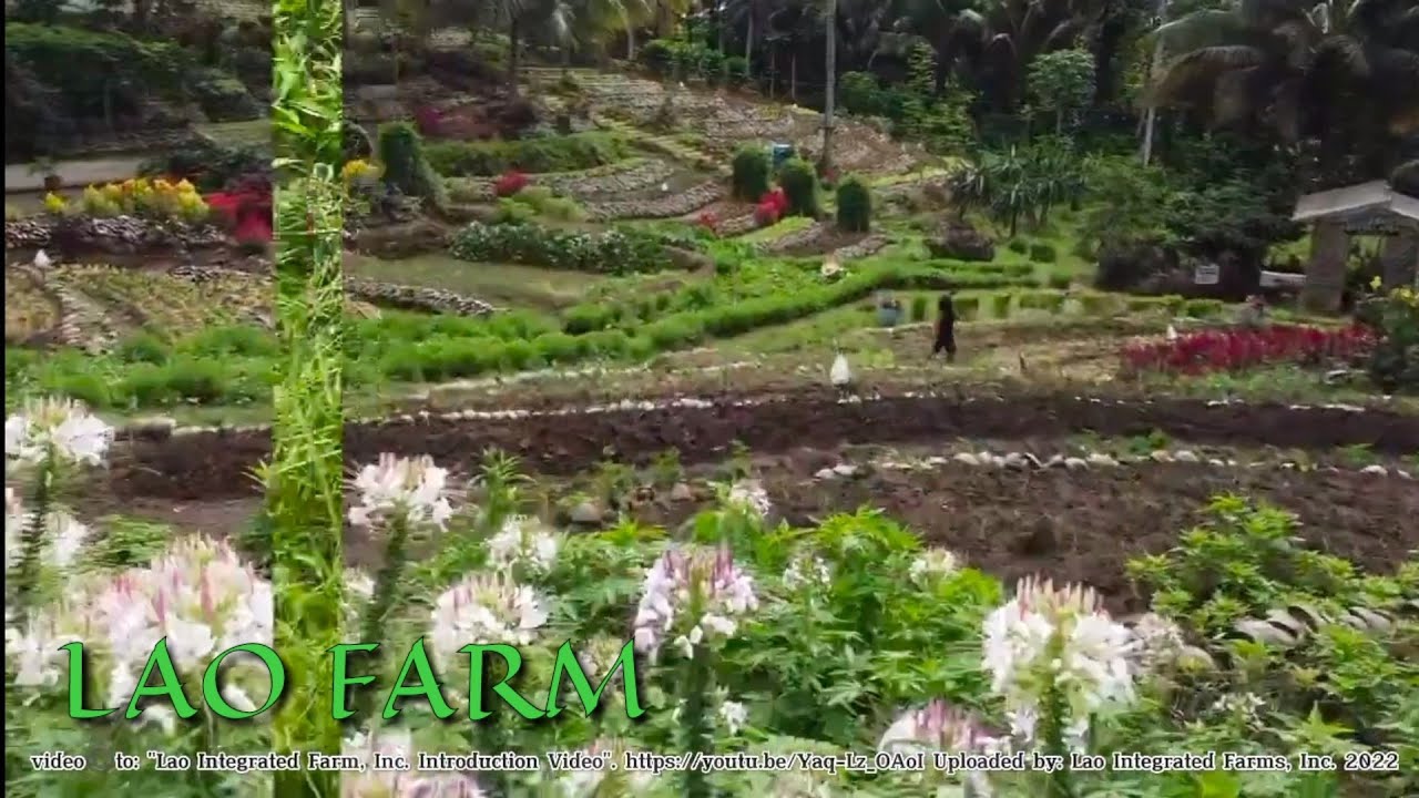 Organic Livestock and Crop Production Practices in LAO Farm - YouTube