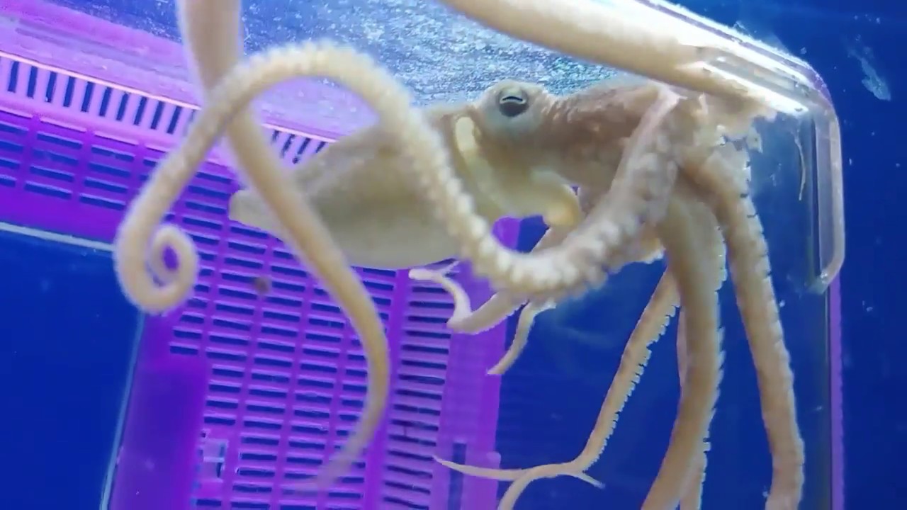 Starry night octopus at a petstore - YouTube