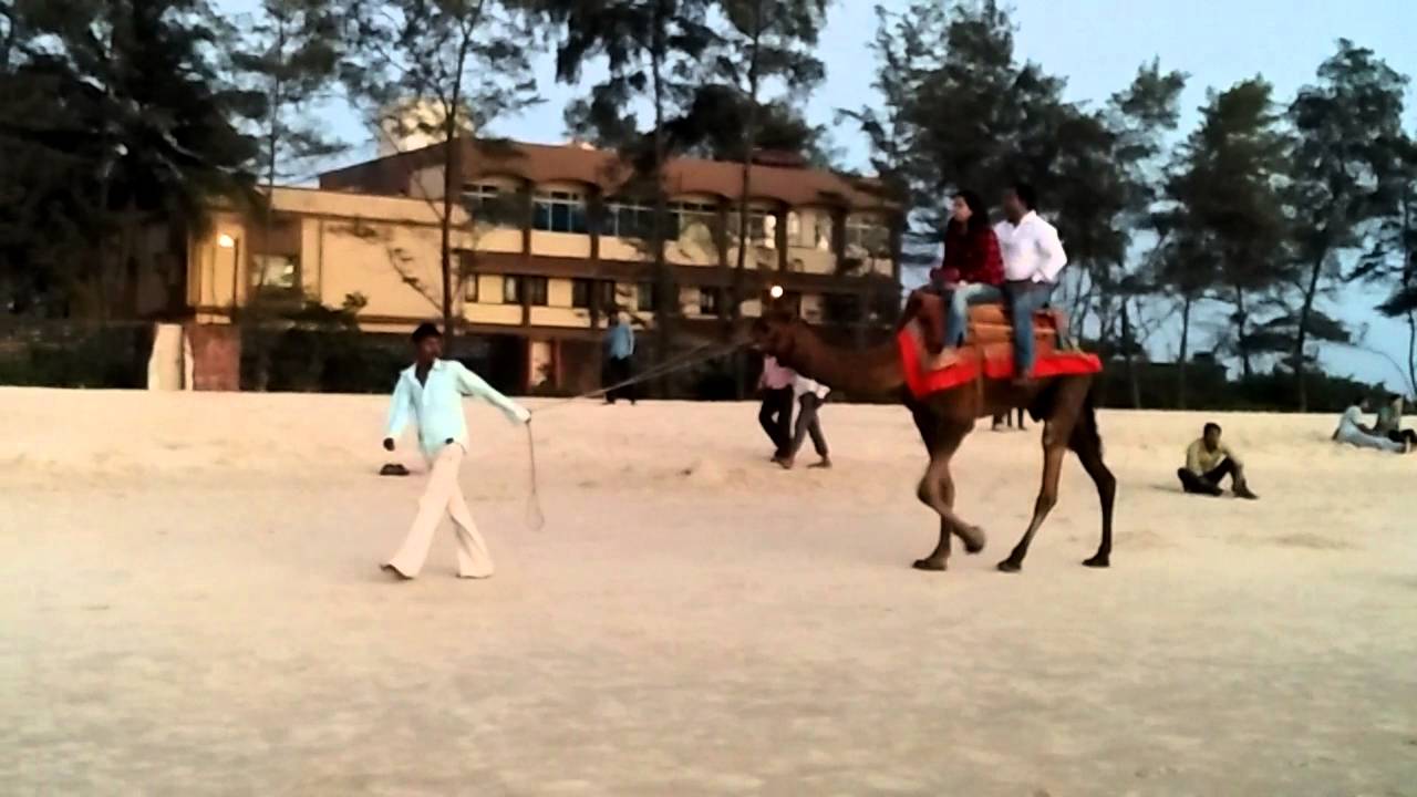 A slow moving camel in slomo I - YouTube