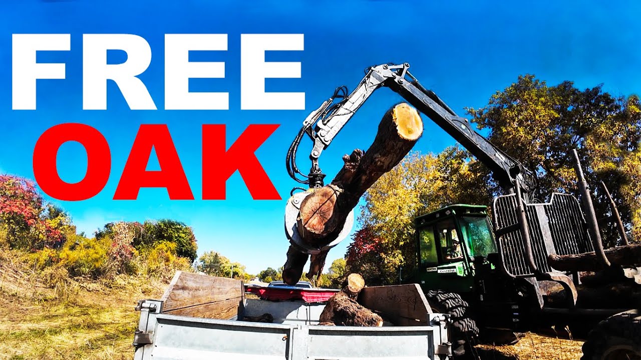 FREE OAK LOGS AND A LOGGING JOB WALKABOUT! - YouTube