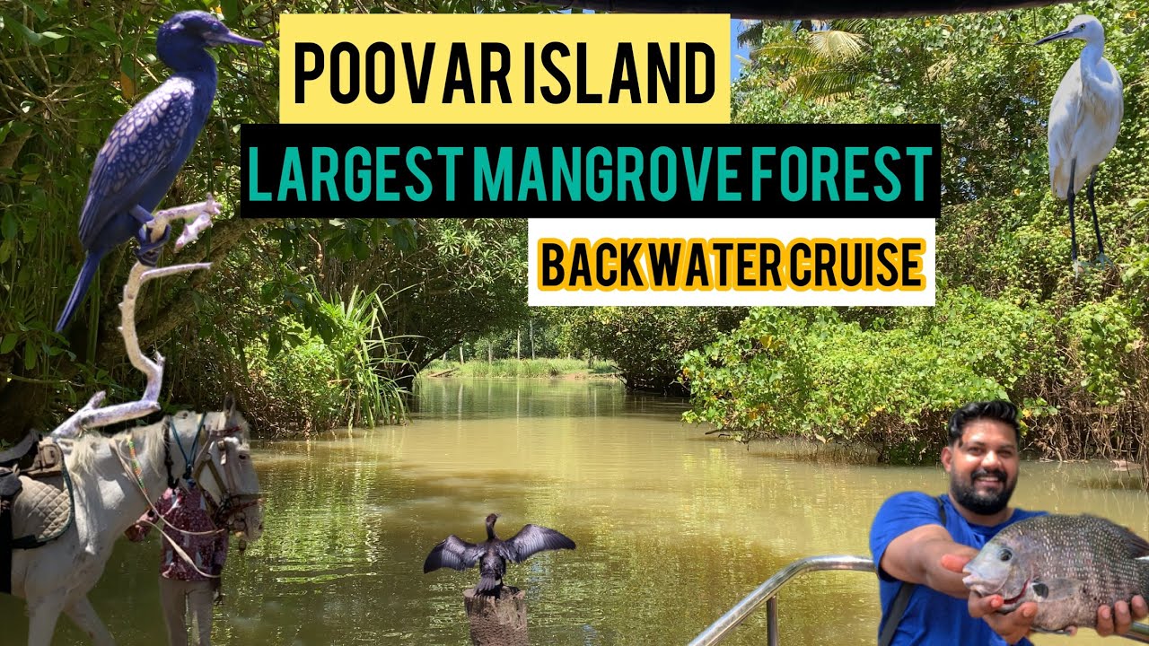 POOVAR ISLAND | POOVAR BACKWATER CRUISE | LARGEST MANGROVE FOREST ...