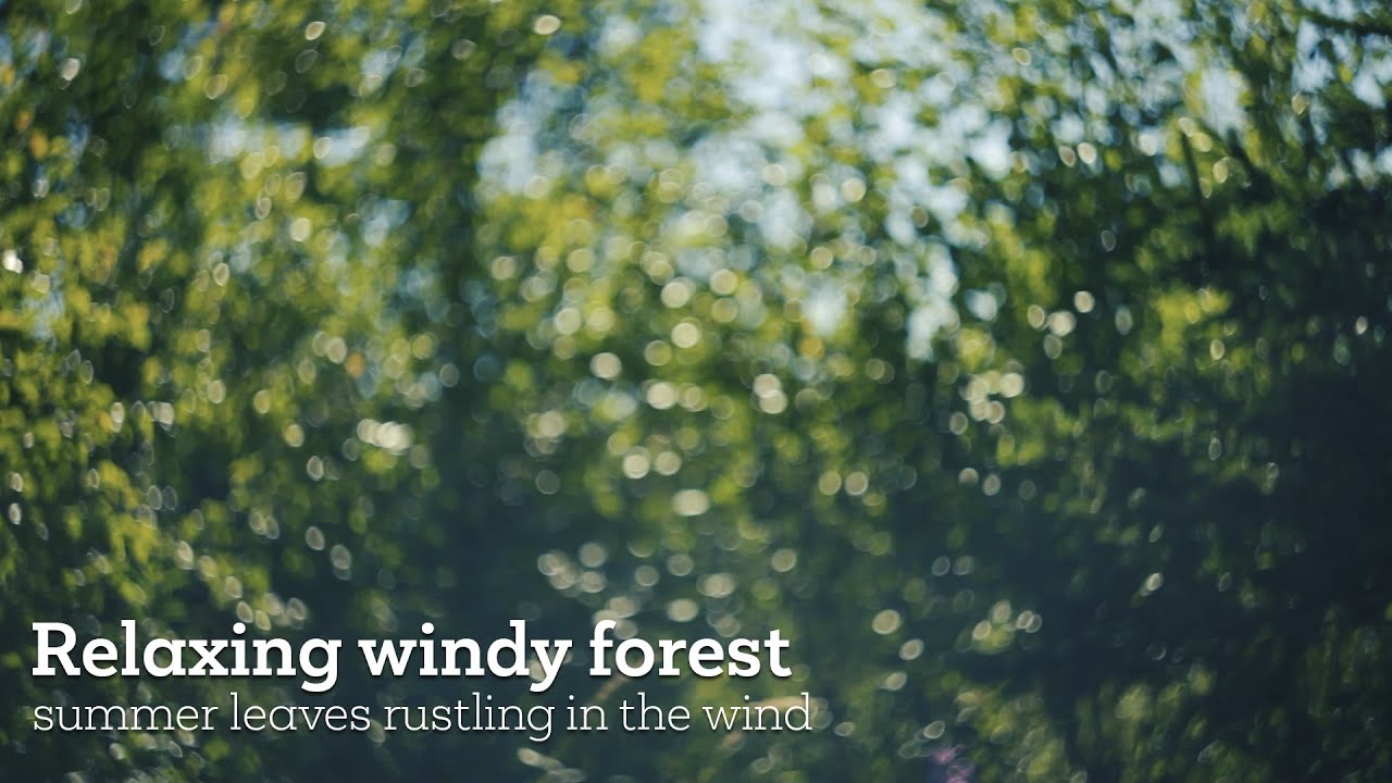 Sound of Relaxing Windy Forest | Nature White Noise | - YouTube