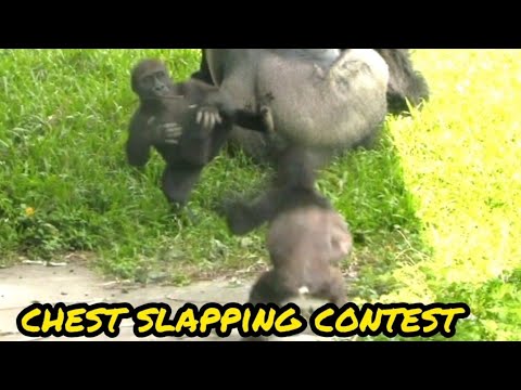 chest slapping contest倆隻拍胸互尬#D'jeeco Family|#gorilla #ゴリラ|Taipei zoo#金剛 ...