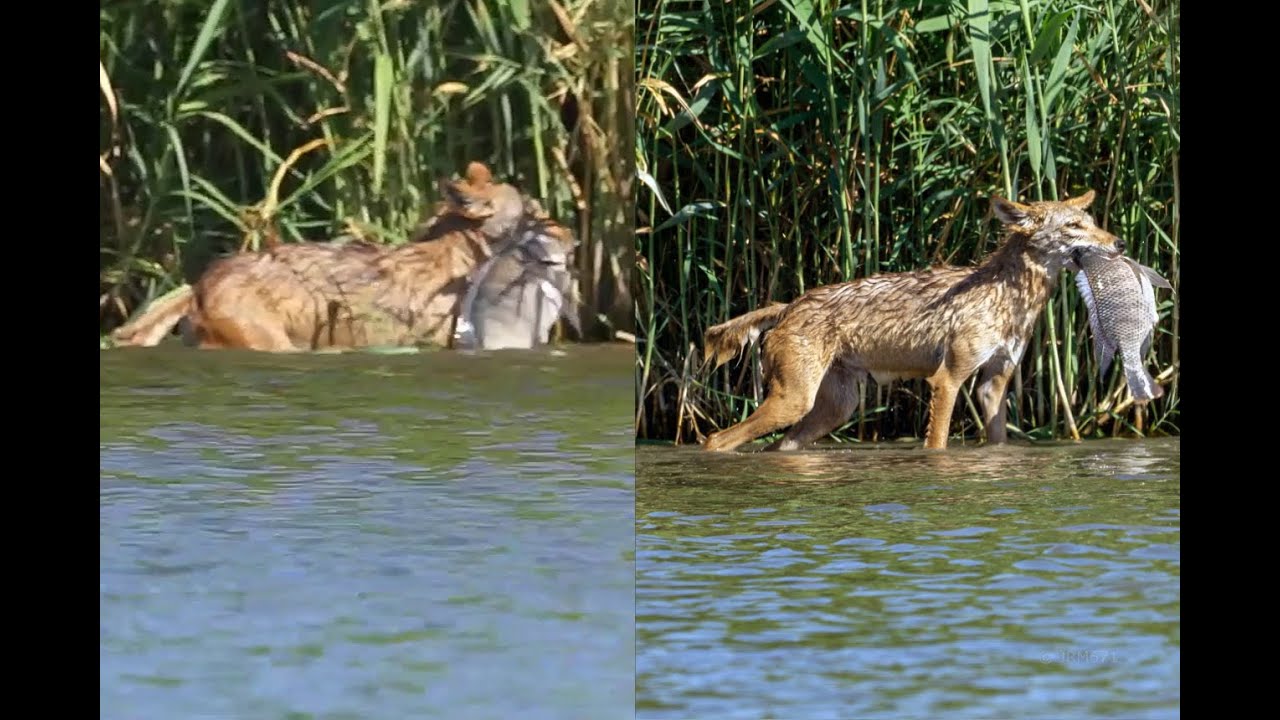 070218 COYOTE CATCHES HUGE FISH - YouTube