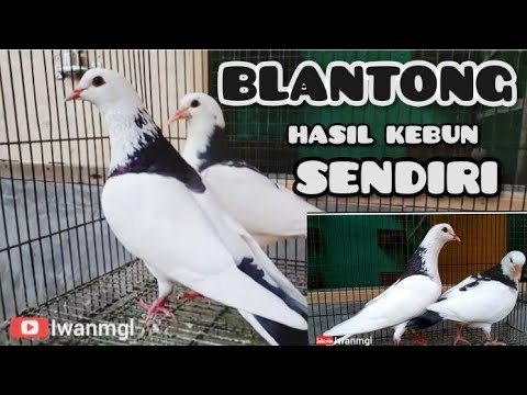 HASIL TERNAK MERPATI BLANTONG / PLONTANG TINGGIAN - YouTube