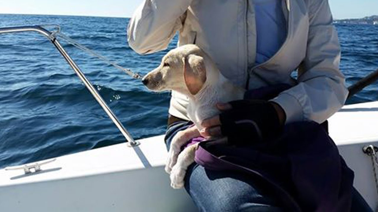 Puppy Rescued In Middle Of The Sea - YouTube