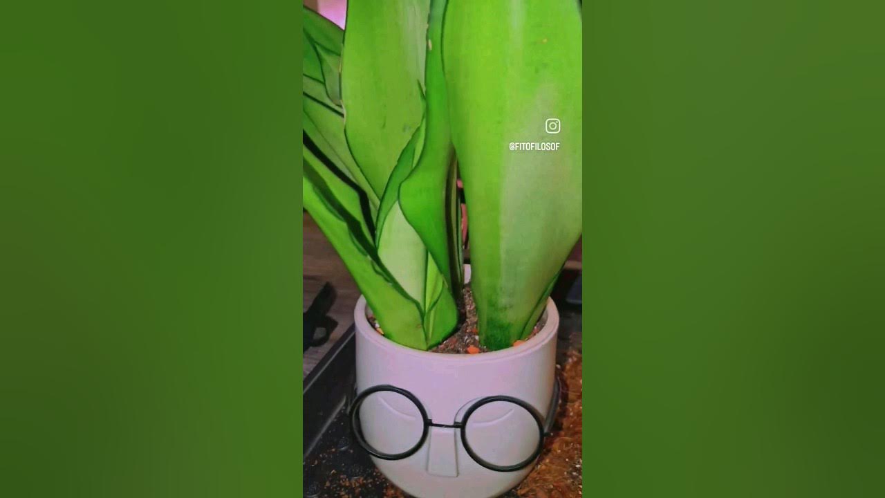 ЛЕГКИЙ ГРУНТ для #сансевиерия 🌿#sansevieria - YouTube