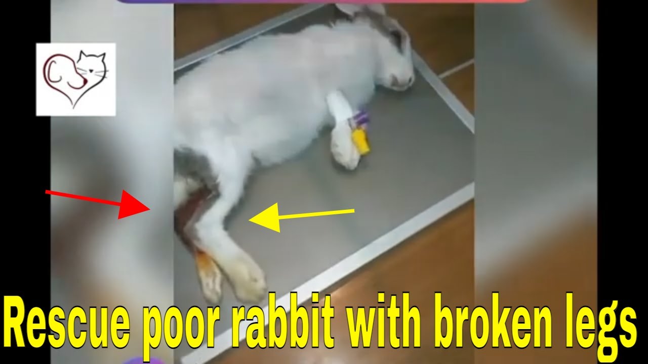 Rescue poor rabbit with broken legs - YouTube