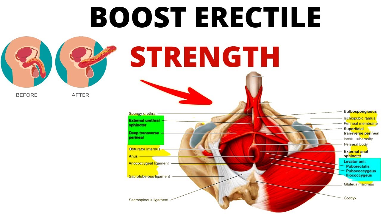 Boost Erectile Strength | Male Pelvic Floor Exercises | Boost Libido ...