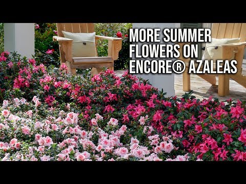 How To Increase Azalea Blooms