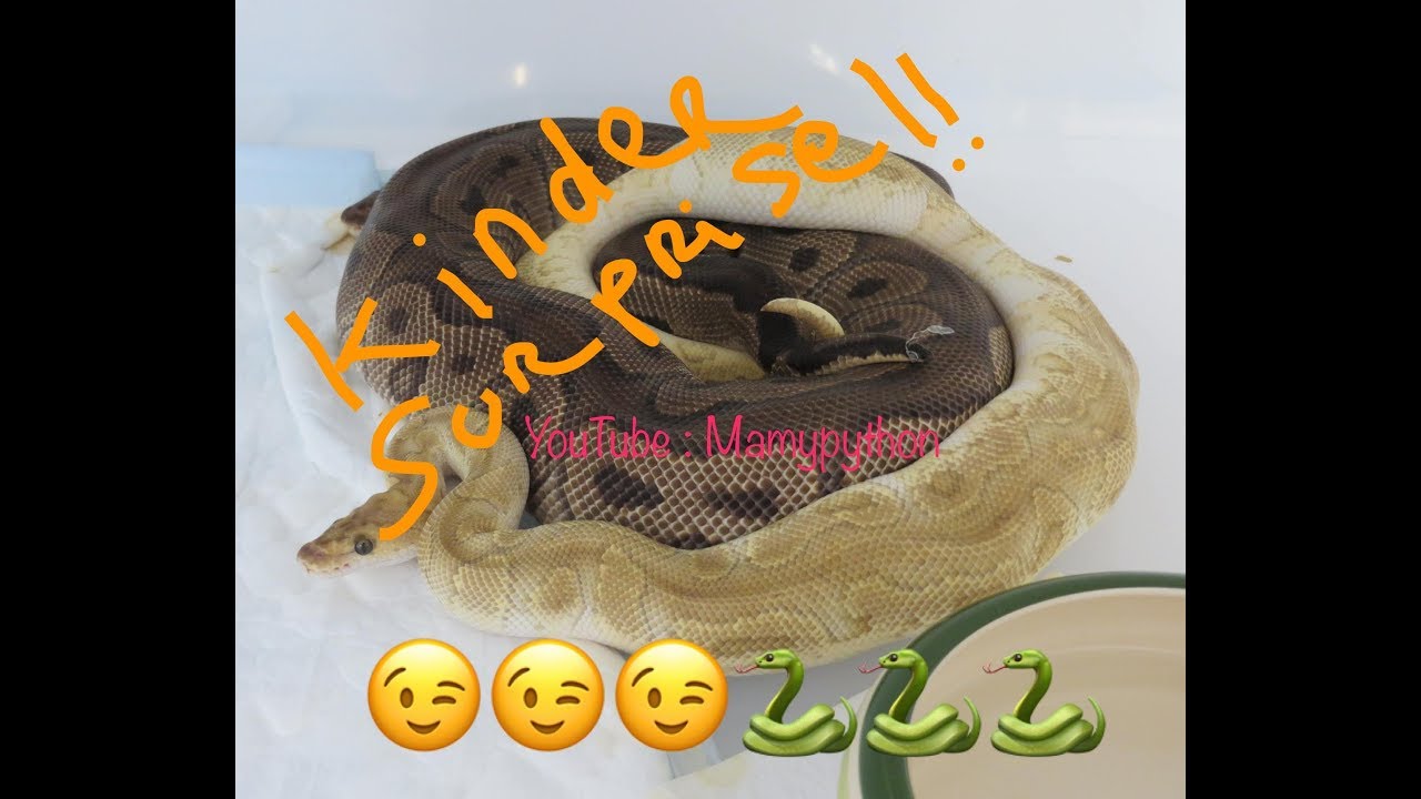 Pythons regius ponte N°3 Clown CinnamonXClown Lesser - YouTube