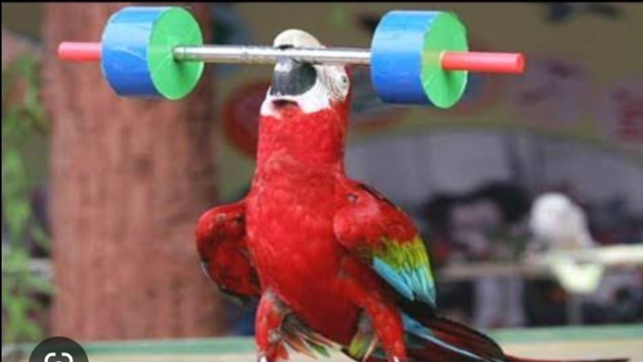 Parrot Lifting Barbel and More | TikTok Funny Cute Animals Compilation ...