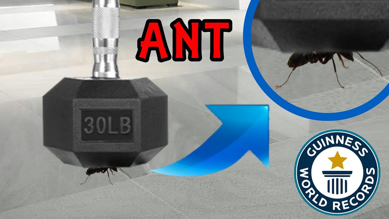 The Strongest Ant in the World | Guinness Book of World Record - YouTube