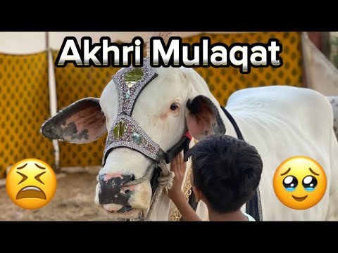 Last Day With Bablu and Noor E Nayab|Waju’s Life| #vlog #cow #bakreid # ...