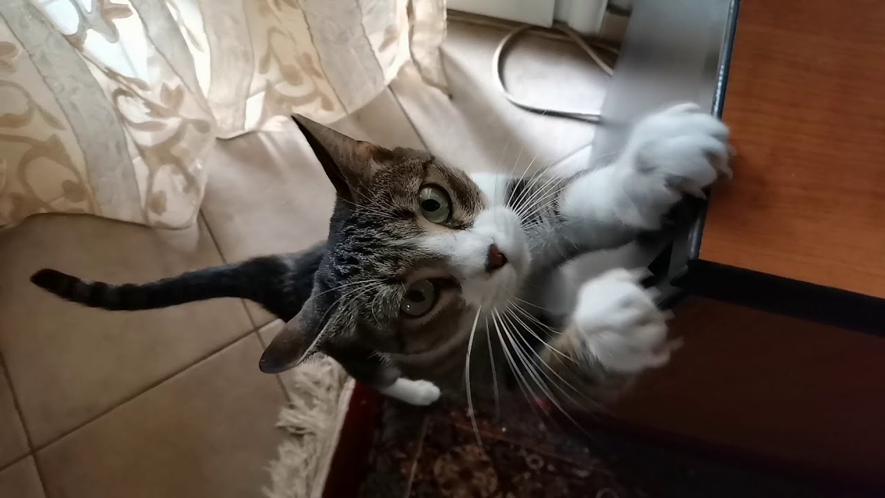 My Cat Always Has Something to Say! - YouTube