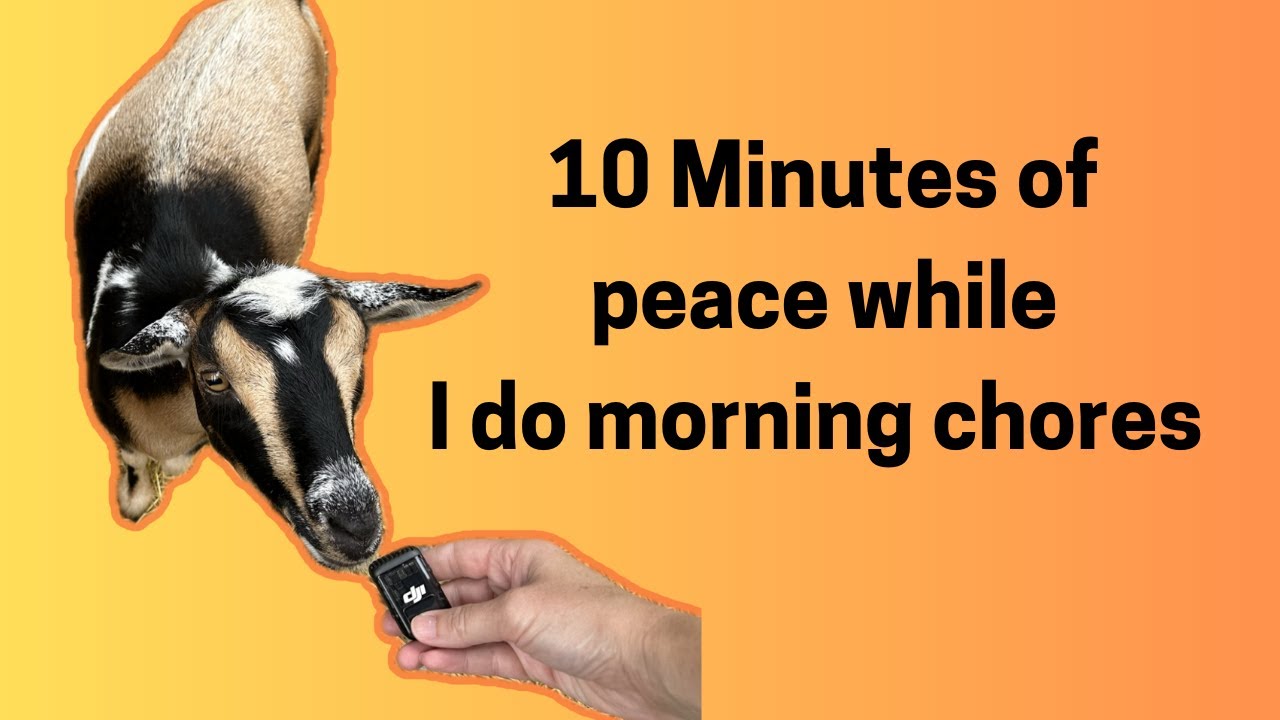 Let's enjoy some quiet time while I do morning chores. #morningroutine ...