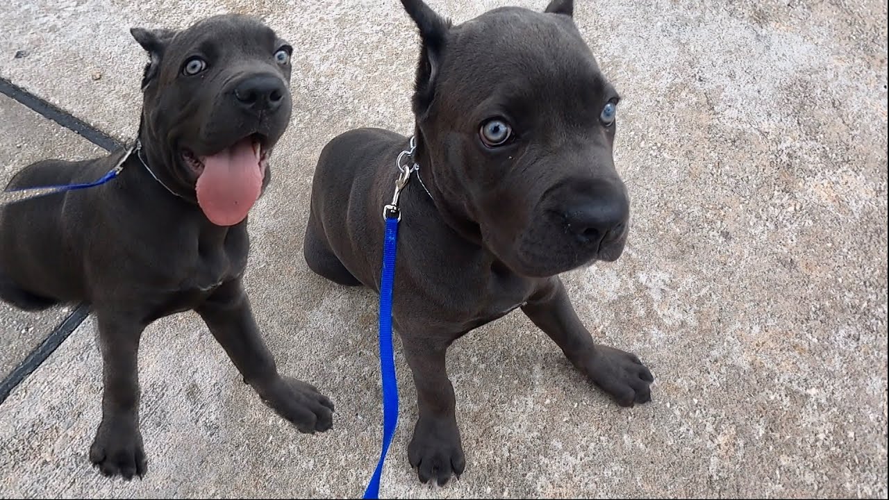 Cane Corso Puppy’s First At Home Leash Training Session | Craig - YouTube