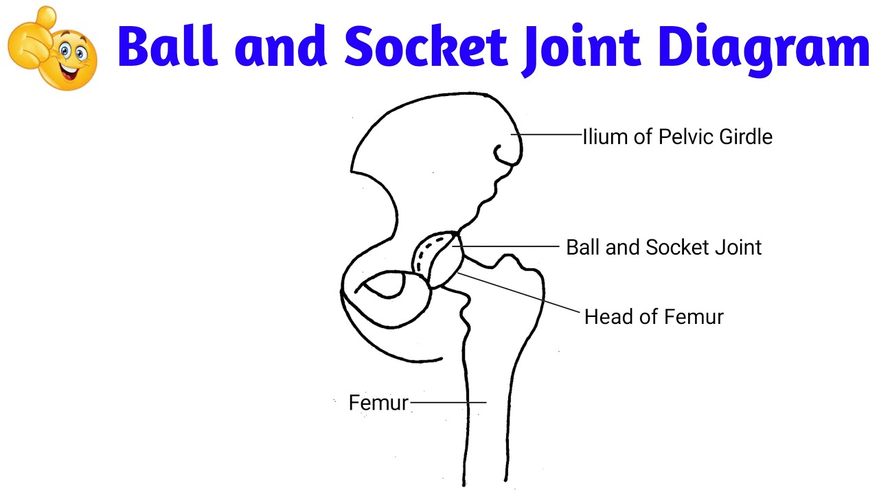 How To Draw Ball And Socket Joint Step By Step Diagram Of Ball And How To Draw Ball And Socket Joint Step By Step Diagram Of Ball And