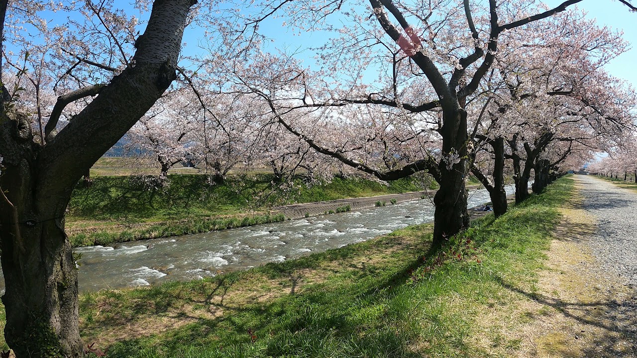 [4K] Asahi Funakawa Spring Quartet 2021 | あさひ舟川「春の四重奏」- Funakawa River ...