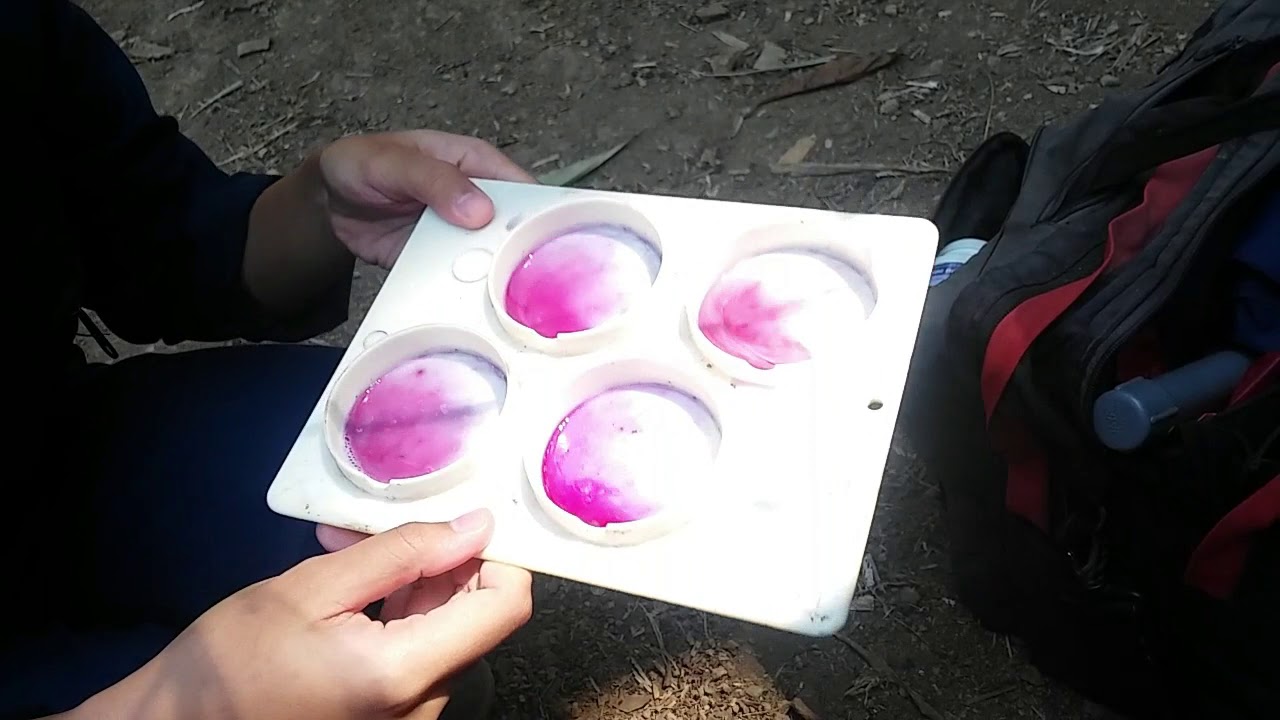 Pemeriksaan Mastitis Sapi Perah ( Metode CMT ) dan Penanganannya - YouTube