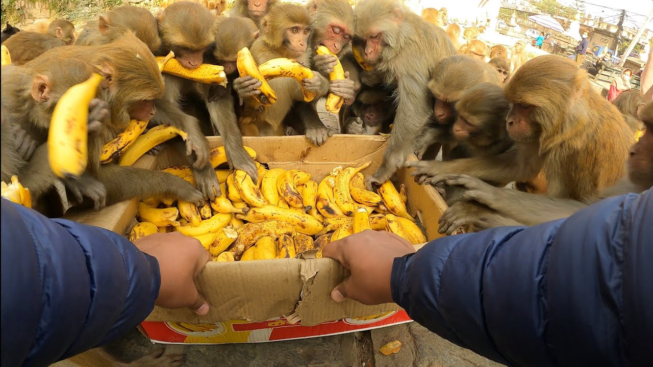 Do monkeys really fight for food?Monkeys fighting to eat bananas ...