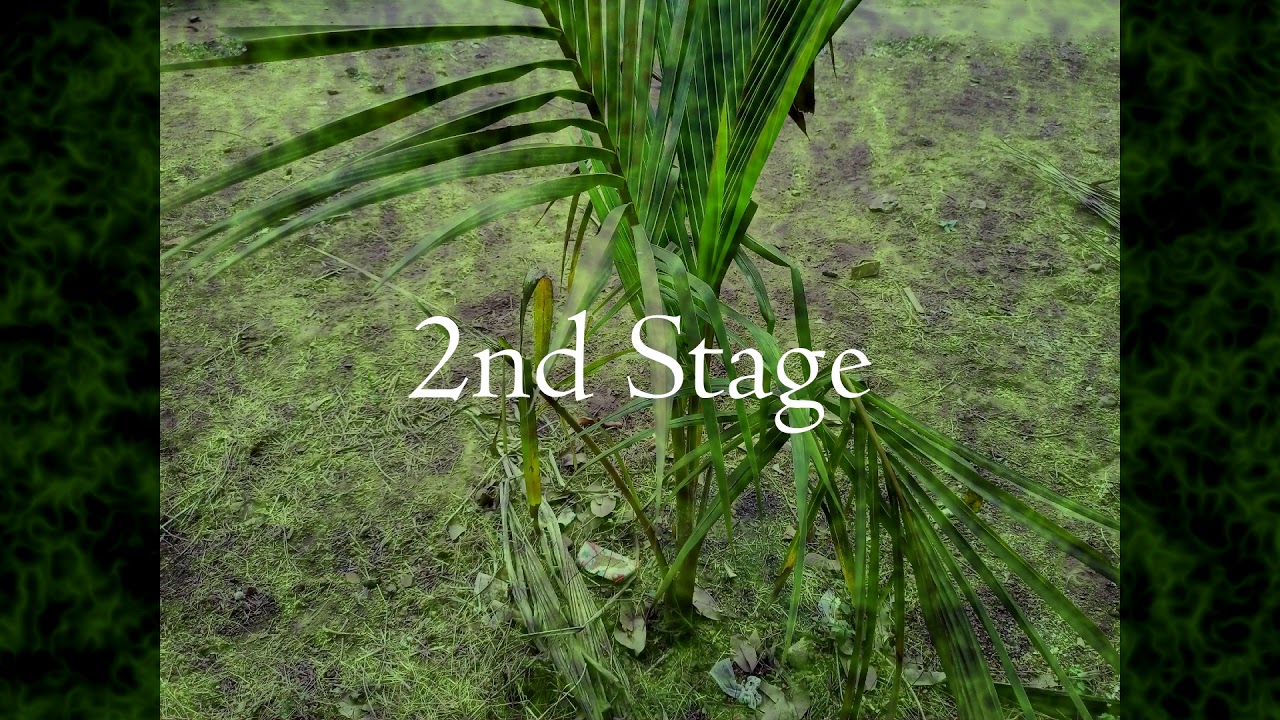 LIFE GROWTH |Stop Motion | - YouTube