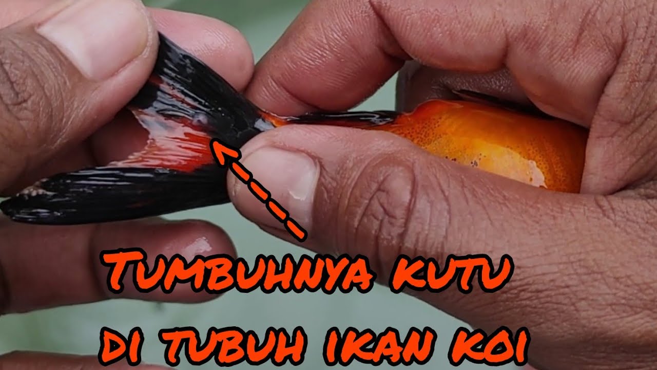 PROSES TUMBUHNYA KUTU DI TUBUH IKAN KOI - YouTube