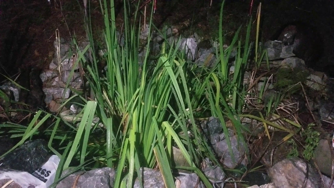 Frogs galore - YouTube