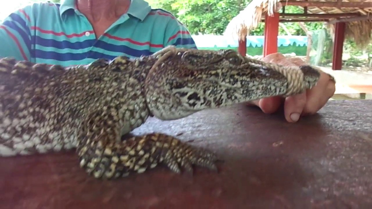 Criadero de Cocodrilo Cuba 2018/ crocodile farm - YouTube