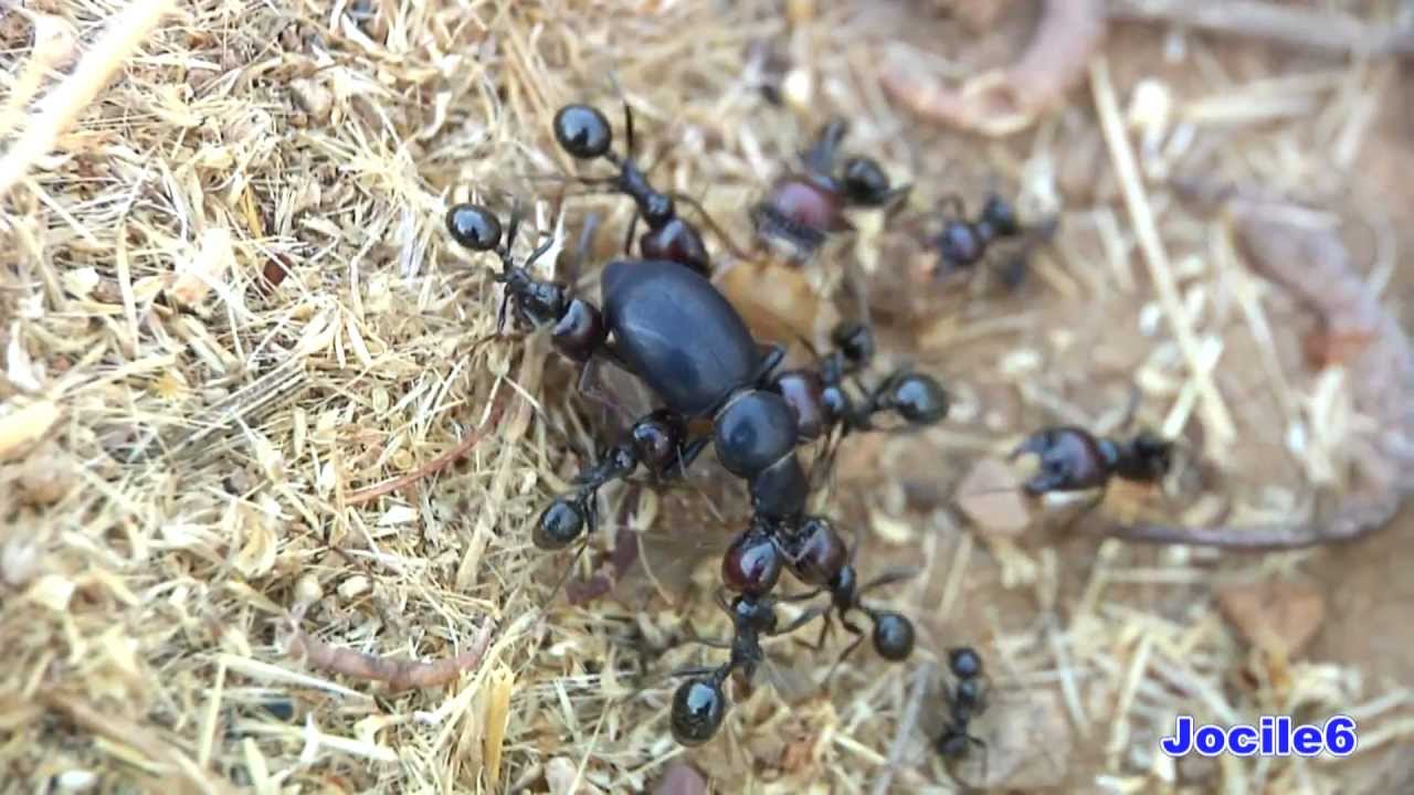 Entre hormigas - YouTube