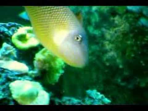 crosshatch trigger fish - YouTube