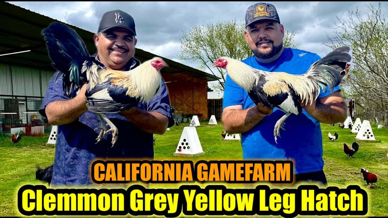 Clemmon Grey Yellow Leg Hatch ~ CALIFORNIA GAMEFARM - YouTube