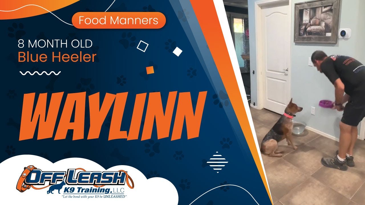 Waylinn ~ 8mo Blue Heeler ~ Best Blue Heeler Trainers ~ Off Leash K9 ...