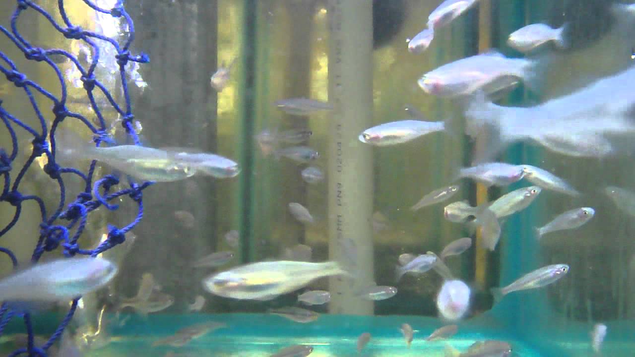 4cm Murray River Rainbow - YouTube