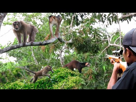 BERBURU‼️KERA,BERUK DAN MUSANG BERDATANGAN KE KEBUN PETANI
