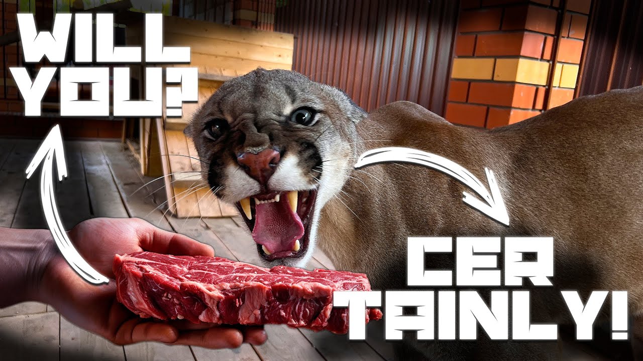 Cougar Braige will be foraging for its own food tonight. - YouTube
