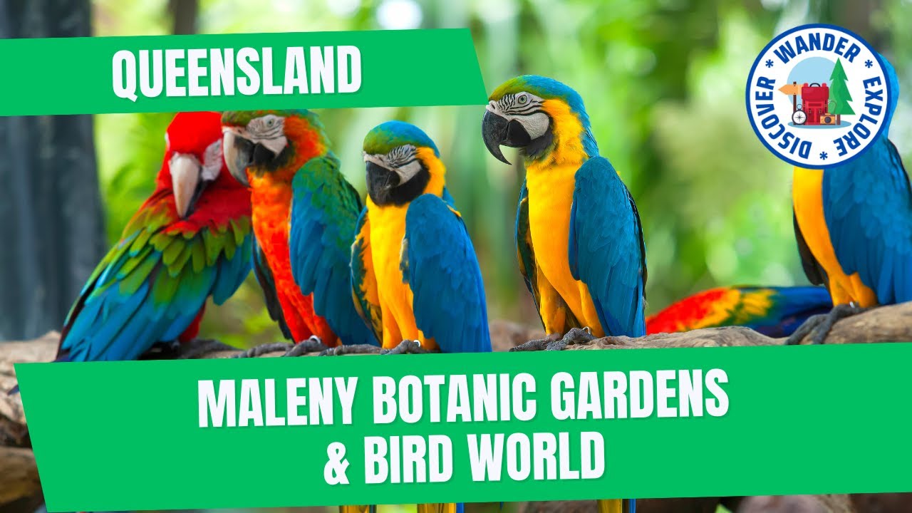 🦜 Maleny Botanic Gardens and Bird World ~ Sunshine Coast Queensland ...