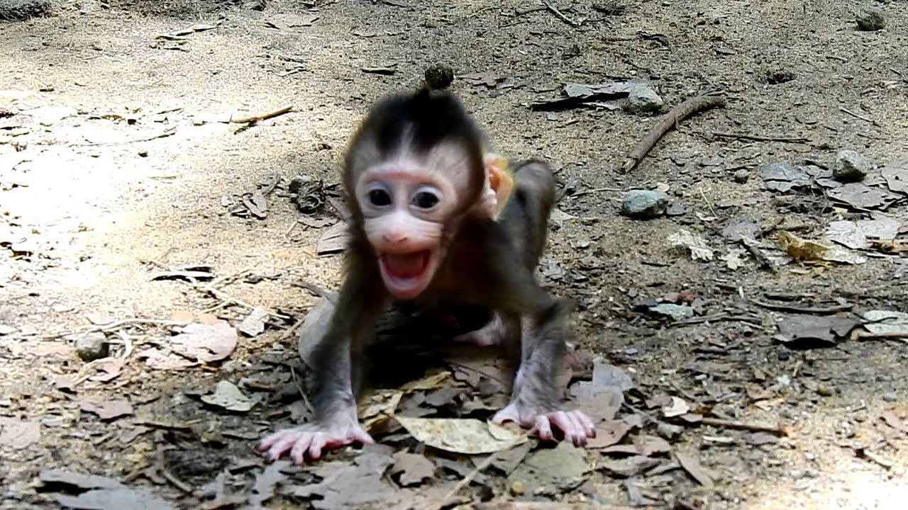 Don't leave me alone! Baby monkey screaming and crying to call mom back ...