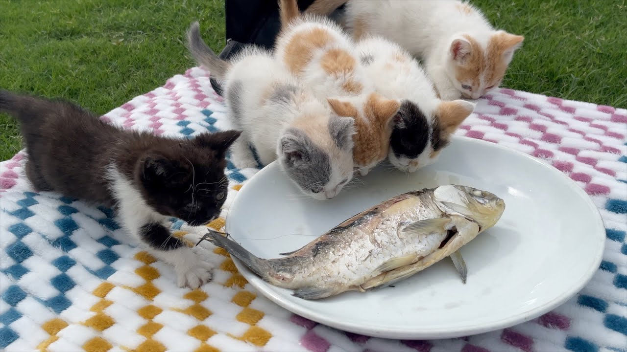 First picnic of autumn! The kitten eats fish outdoors and exercises and ...